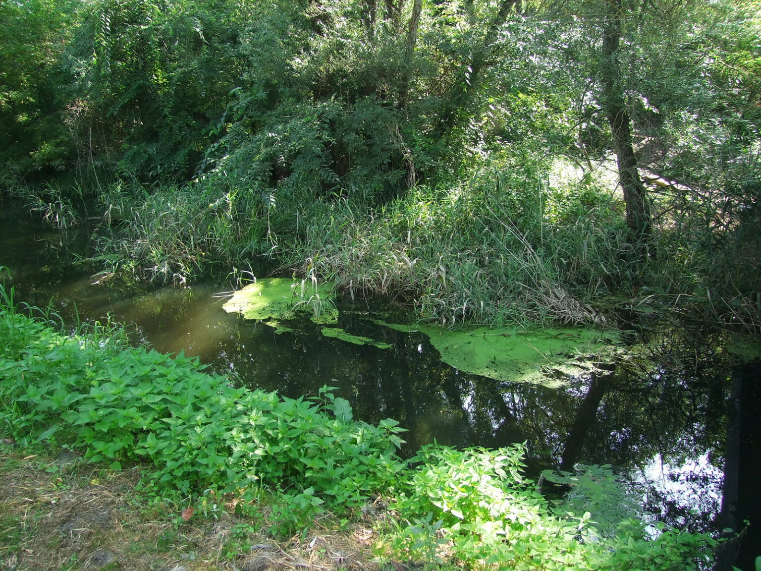 Legyen lápnok! Már látogatható a Dunakeszi Teknős Tanösvény | Dunakeszipost
